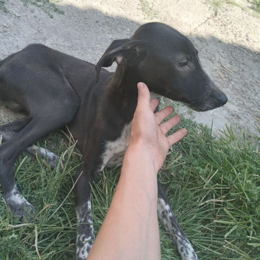 Щенок в добрые руки бесплатно