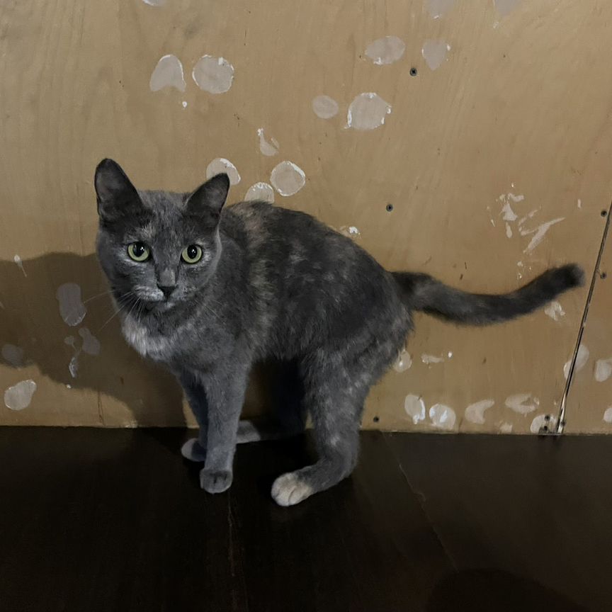 Кошка