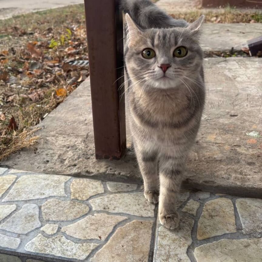 Кошечка