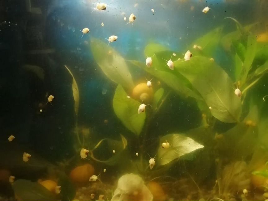 Улитки аквариумные ампулярии