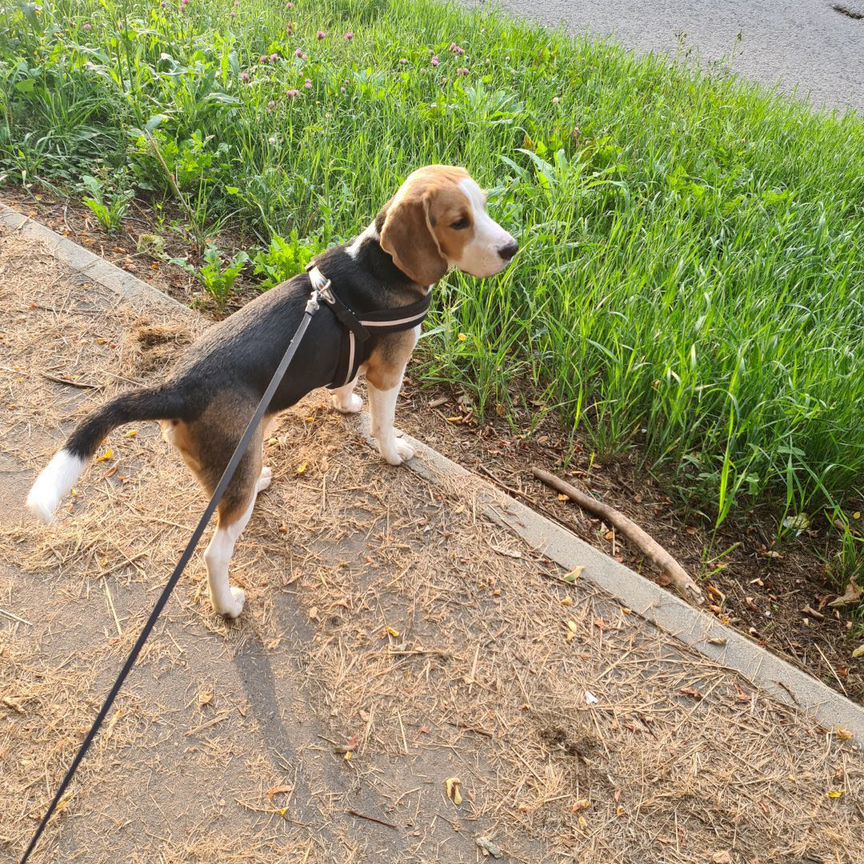 Собака в добрые руки бигль