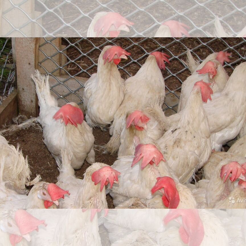 Куры несушки продам