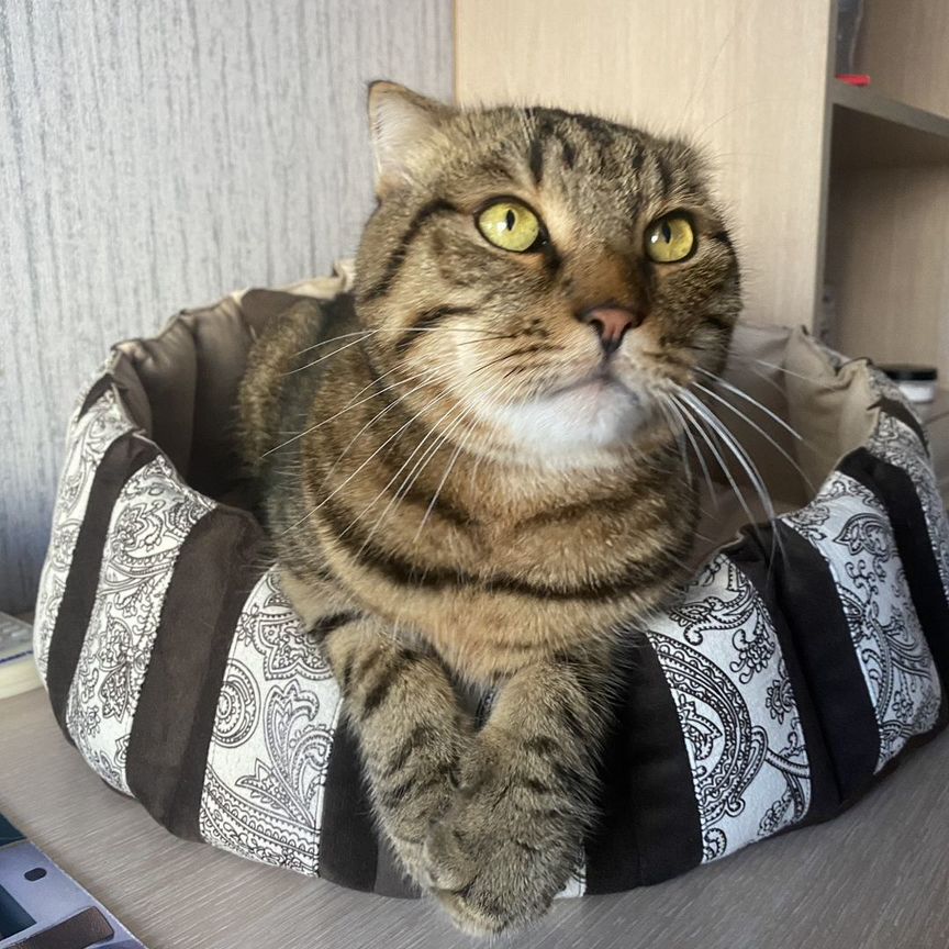 Очень ласковый тигр