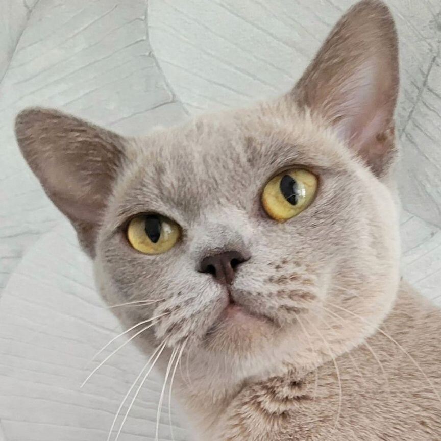 Бурманская кошечка