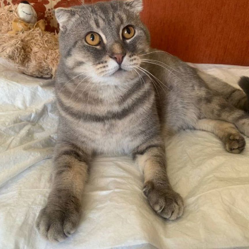 Милейший плюшевый шотландец ищет семью