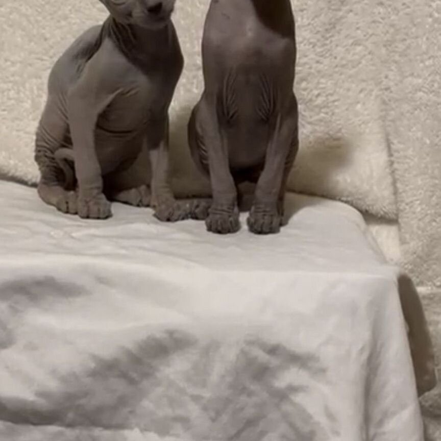 Канадские сфинксы