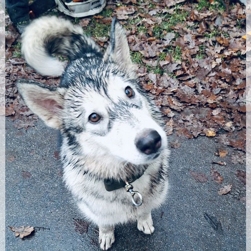 Сибирский хаски, щенок