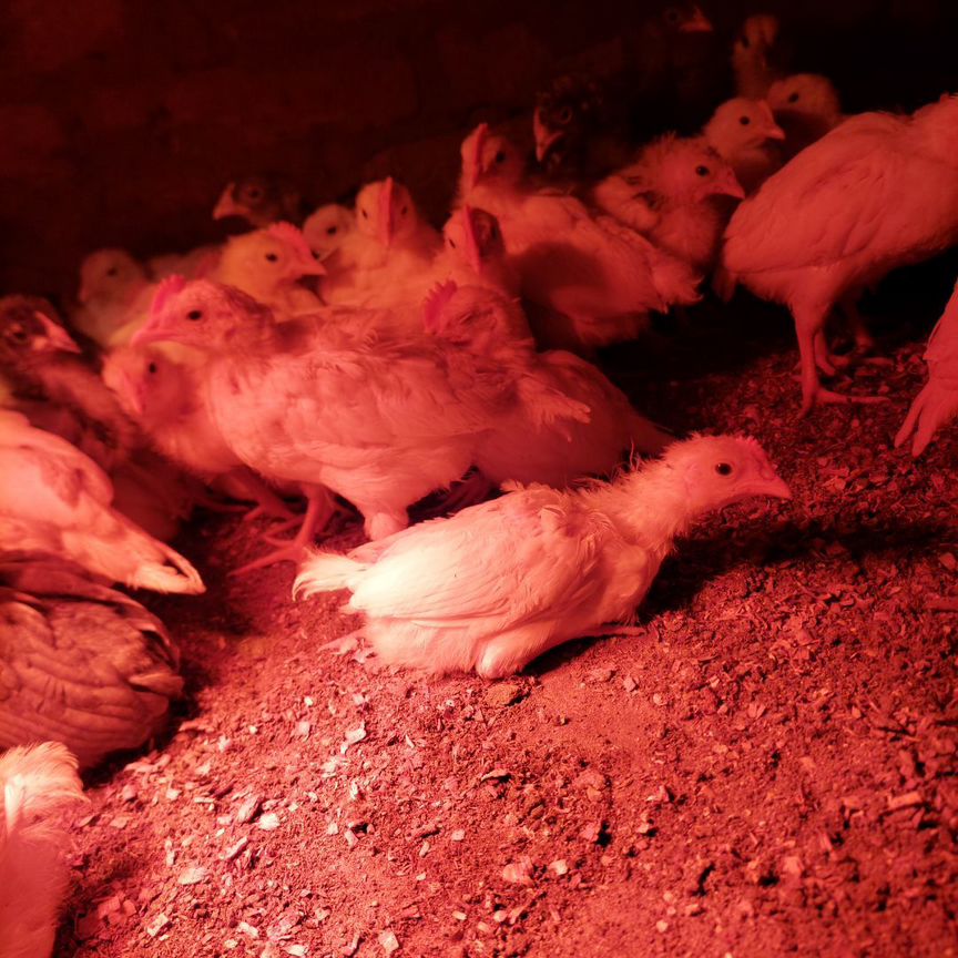 Петушки леггорн