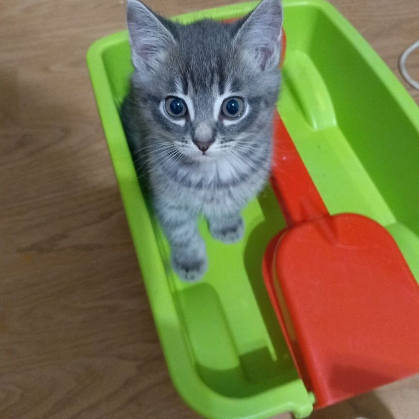 Котята 2 месяца