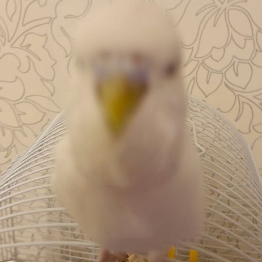 Волнистый попугай ввп чех