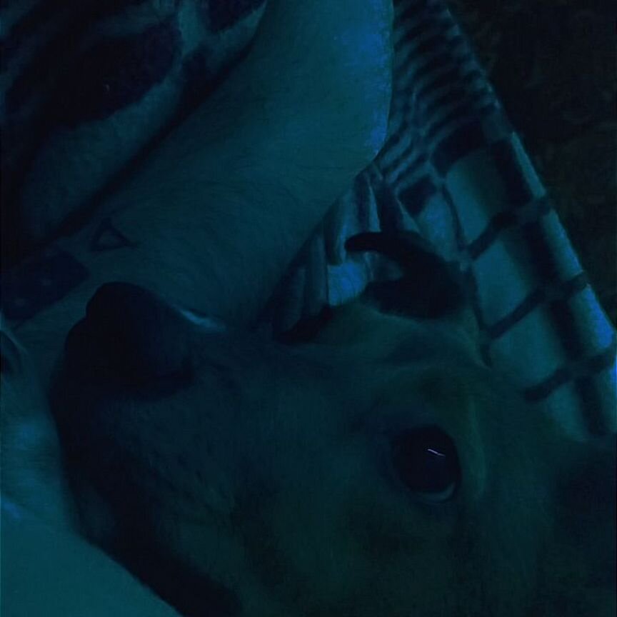 Примись корги с таксой