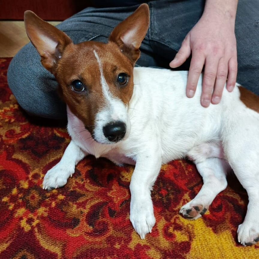 Щенки джек рассел терьер бесплатно