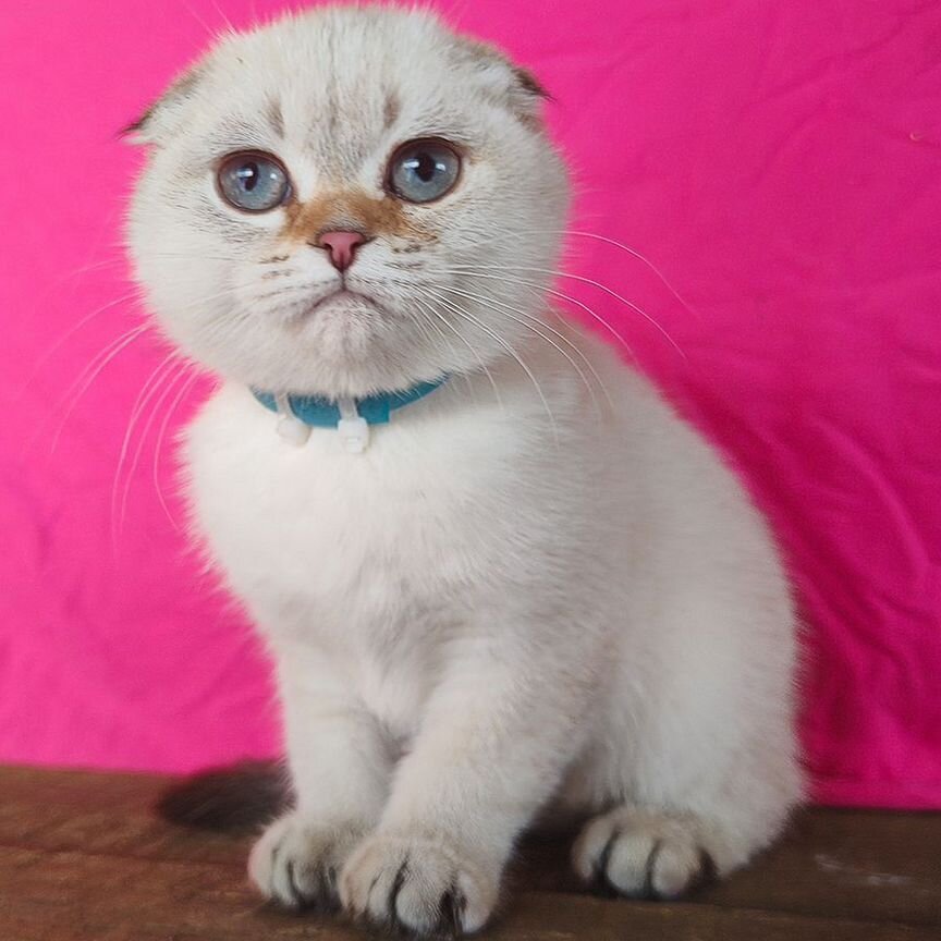 Шотландский вислоухий короткошёрстный котёнок