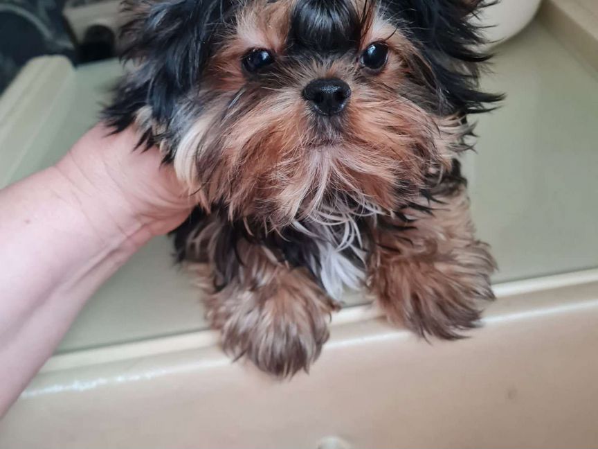 Йоркширский терьер вязка мальчик