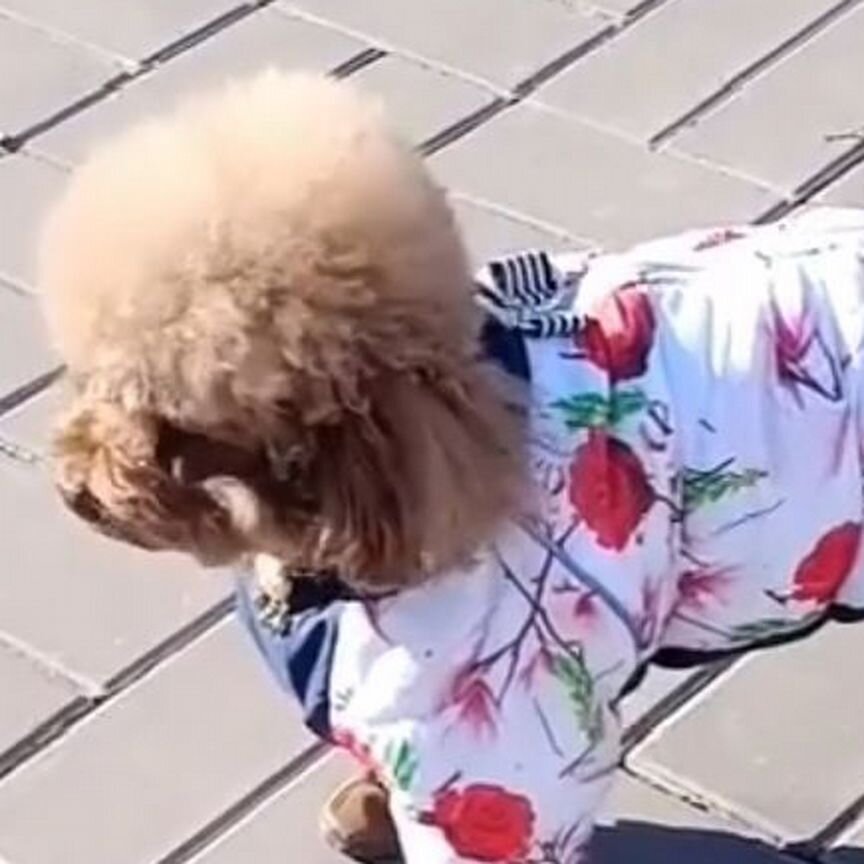 Зимний комбинезон собачки(ж)