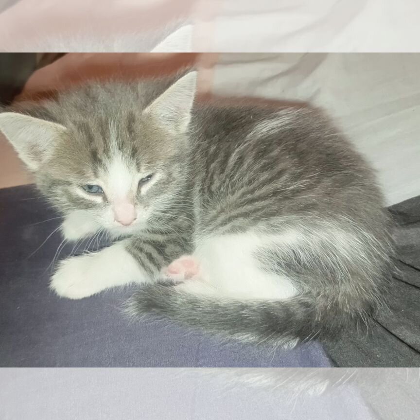 Котёнок в добрые руки