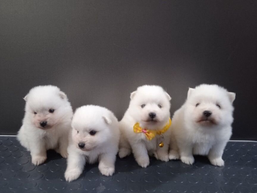 Готовы к бронированию щеночки