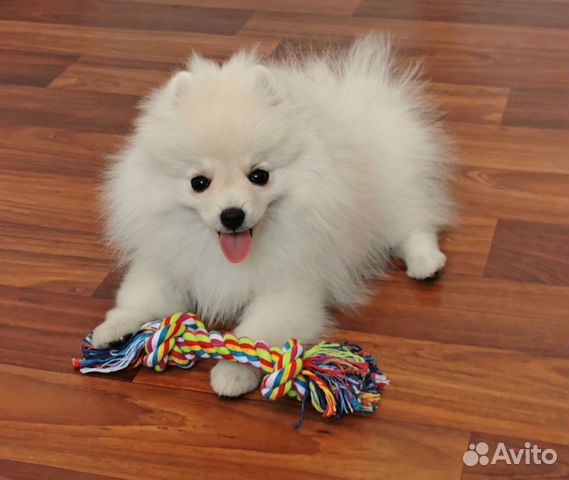 Игривая Зая Шпиц