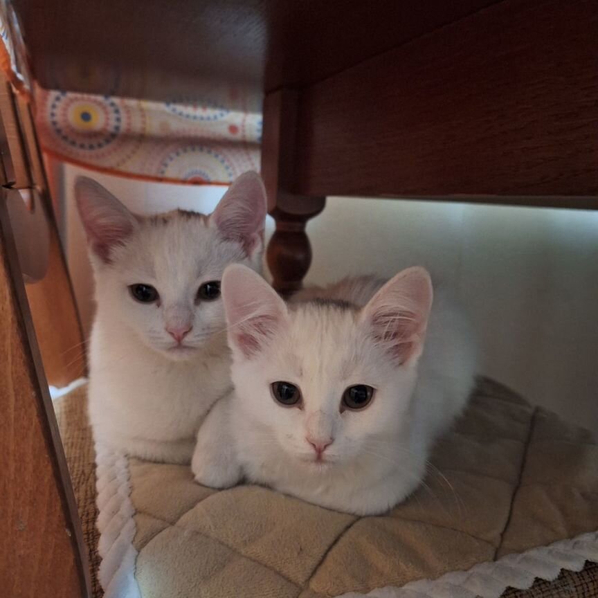Котятя-сестрички Плюшка и Шлёпка