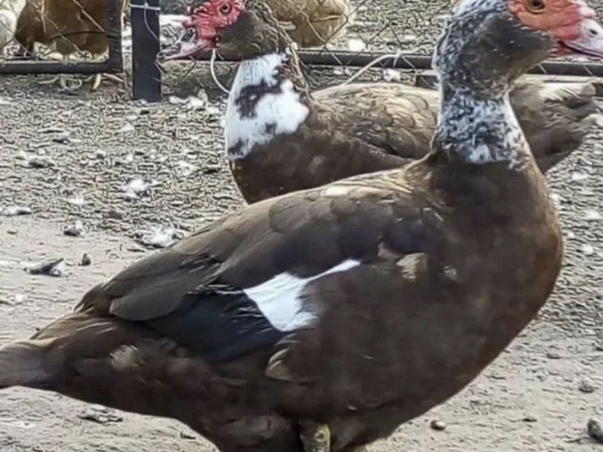 Утки