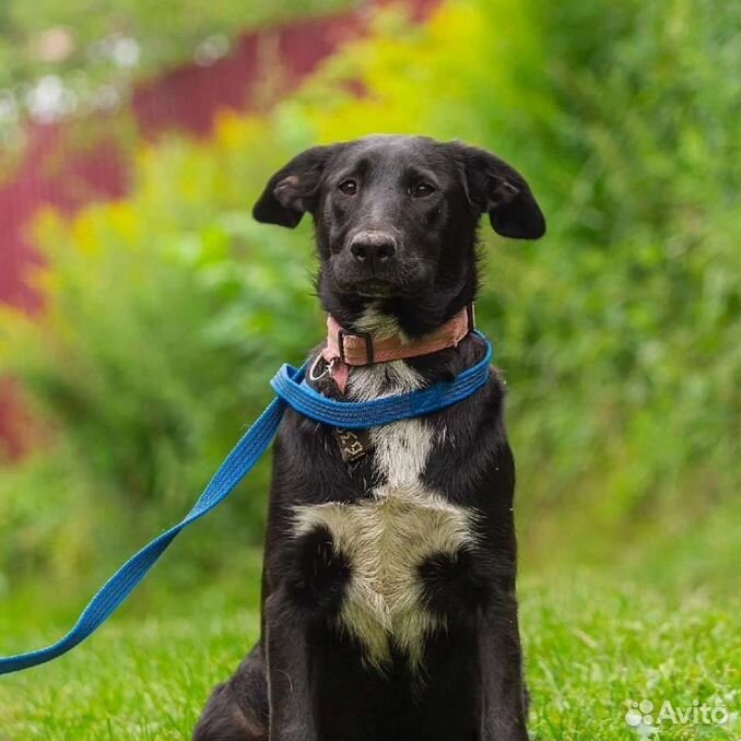 Чудо-собака