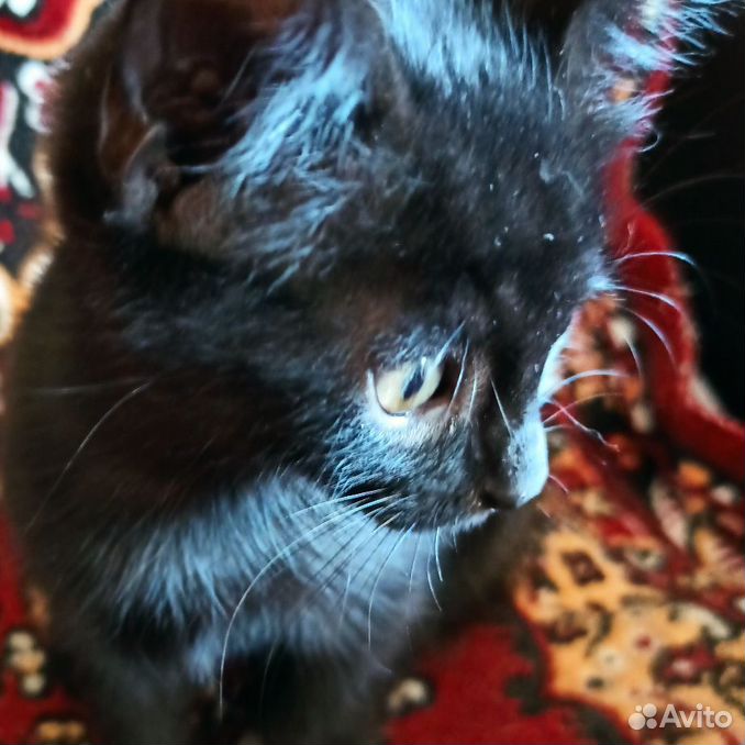 Котёнку (кошечка, 1,5 месяц) нужен хороший дом
