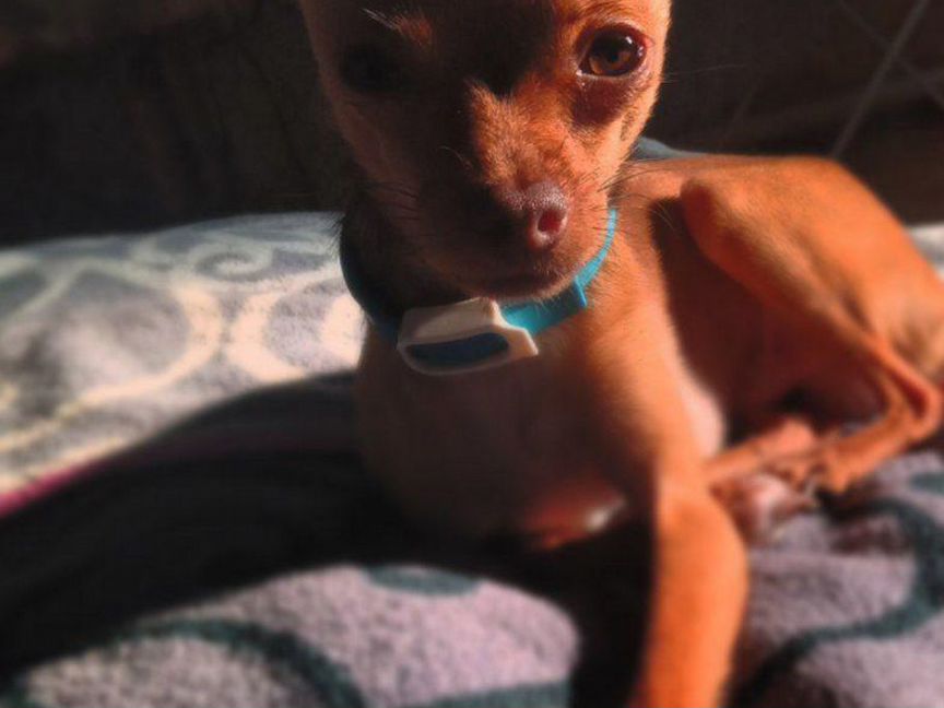 Мини той терьеры подростки