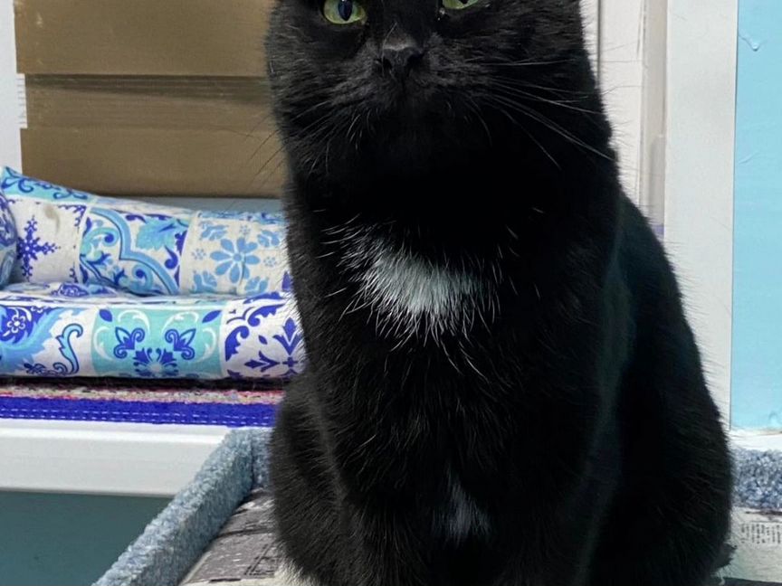 Кошечка
