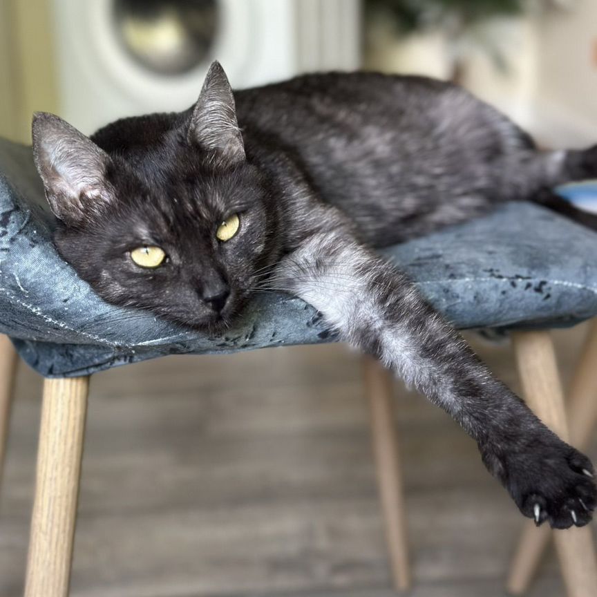 Кошка Гаечка в добрые руки