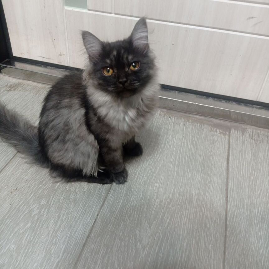 Продам кошечку