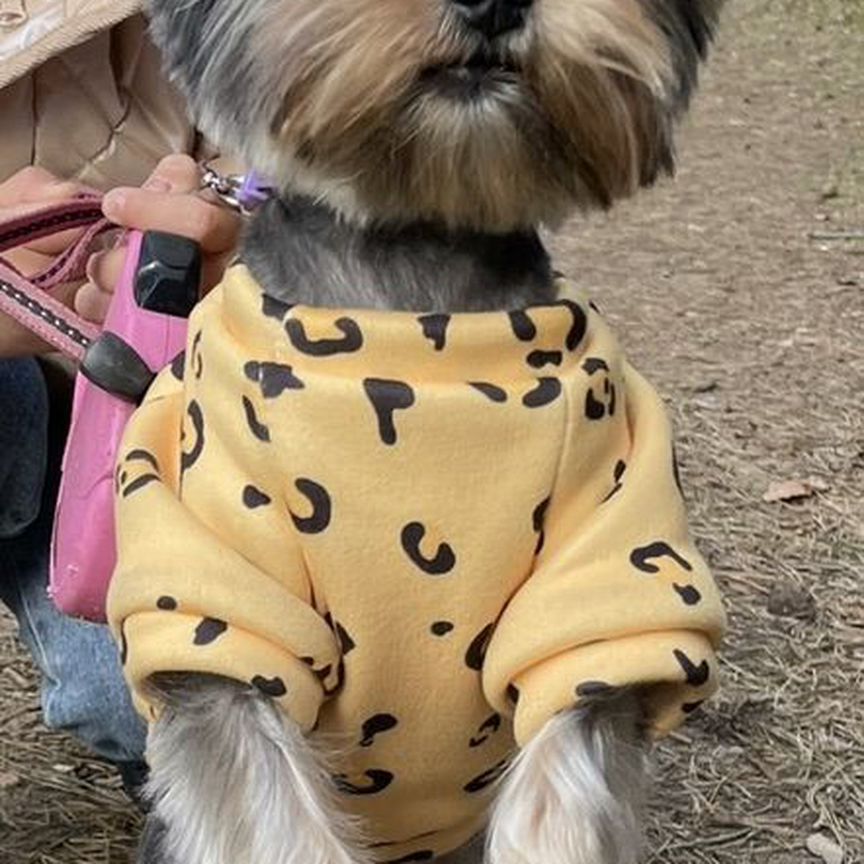 Малыш Йорка