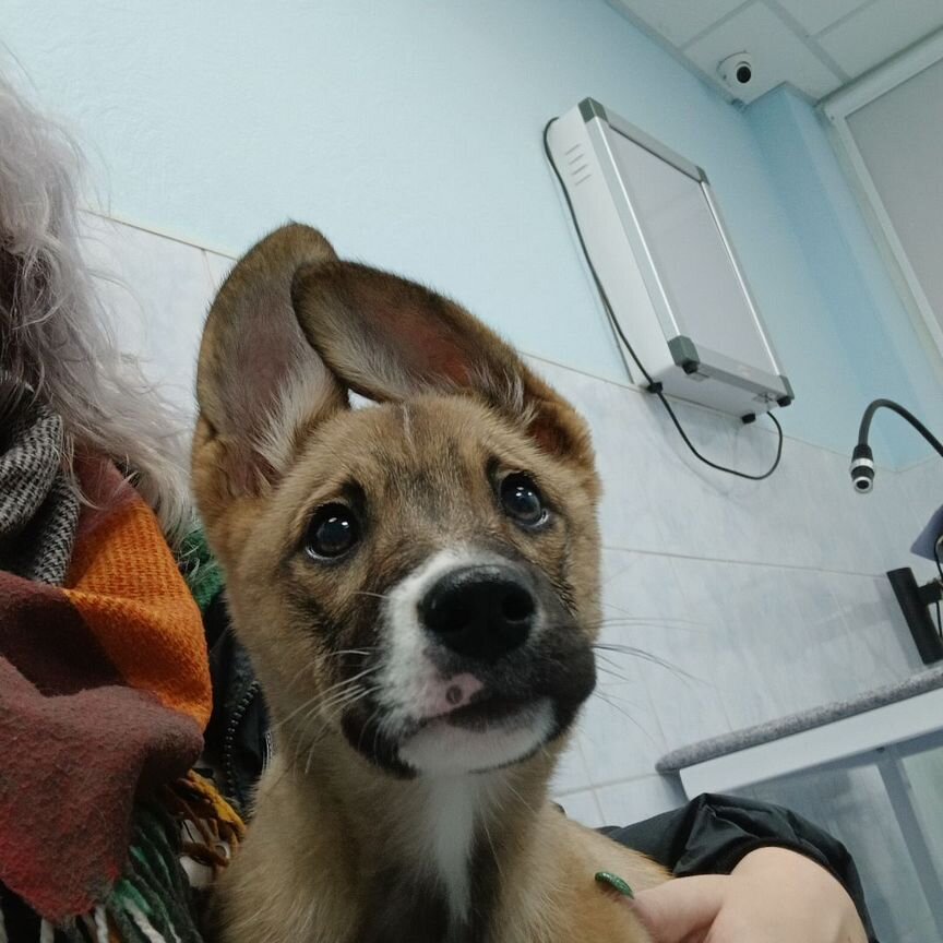 Щенок в добрые руки бесплатно