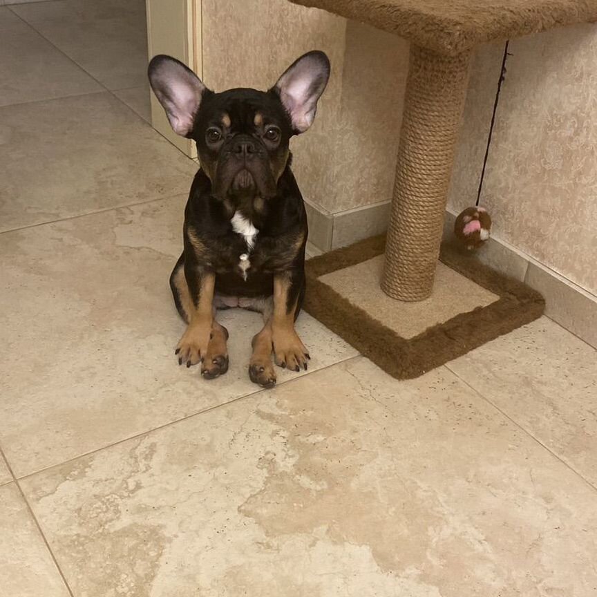 Французский бульдог 7 месяцев