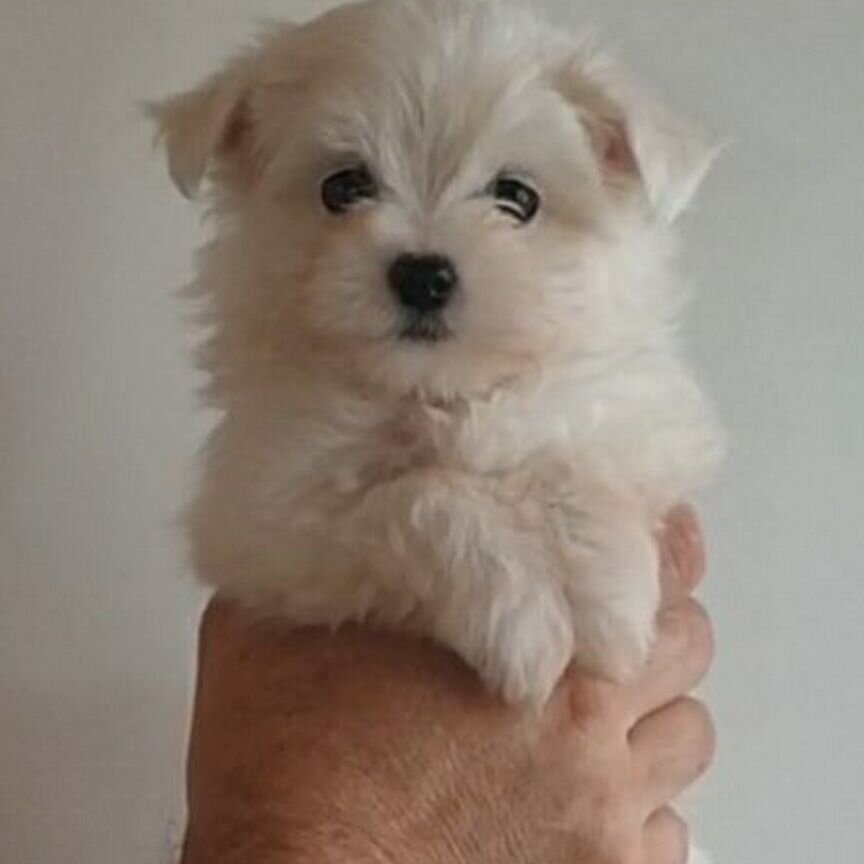 Мальтийская болонка