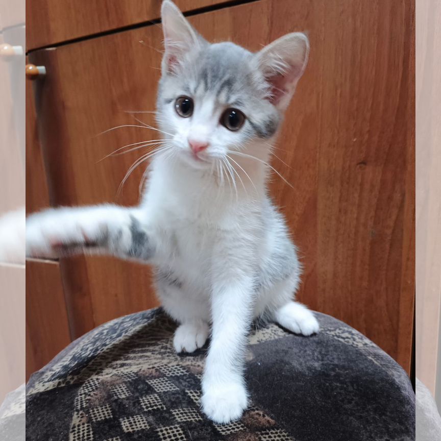 Котёнок в добрые руки