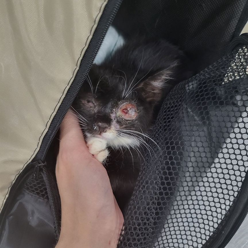 Котята приют помощь