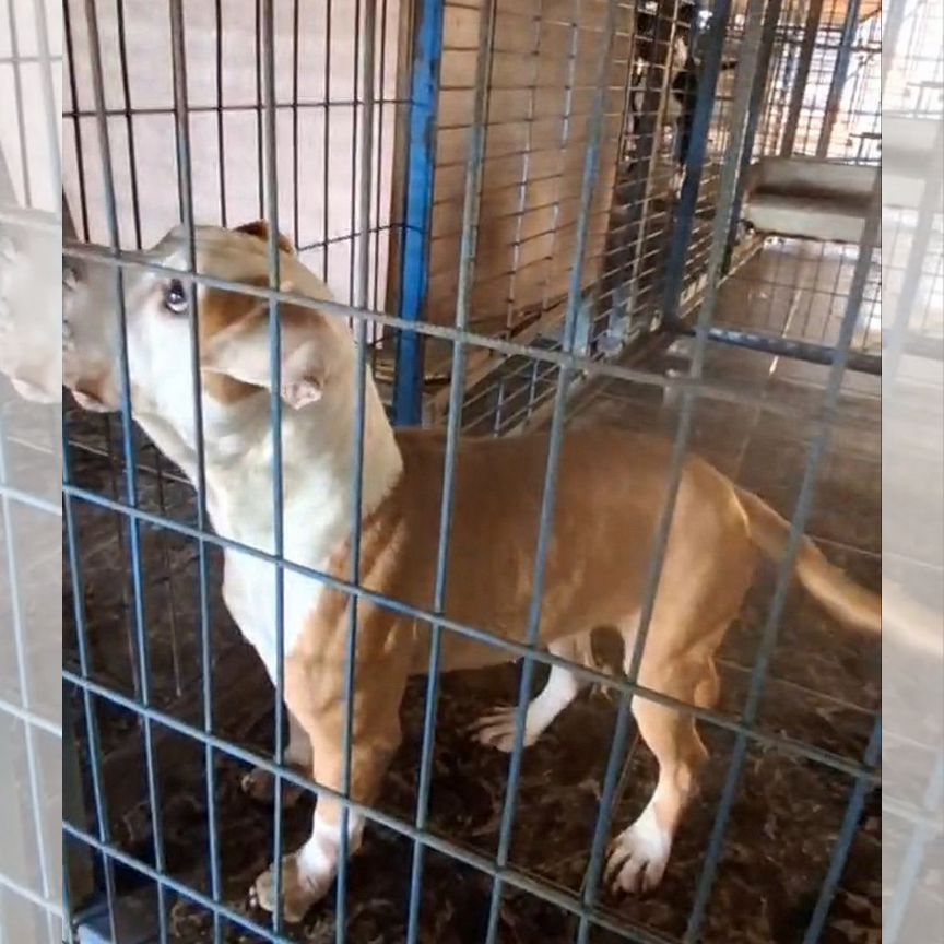 Американский булли, взрослая собака