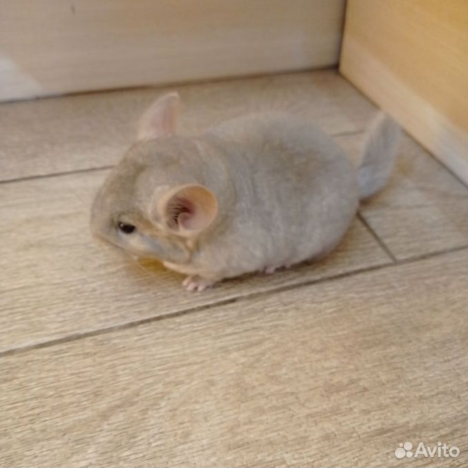 Шиншилла бежевая
