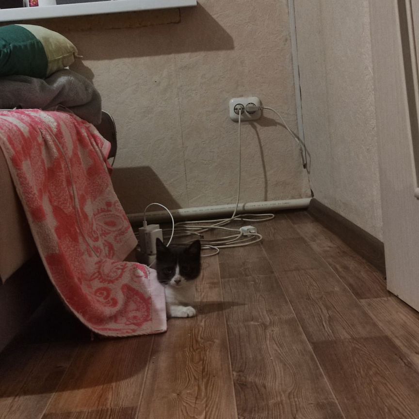 Отдам кошечку в добрые руки