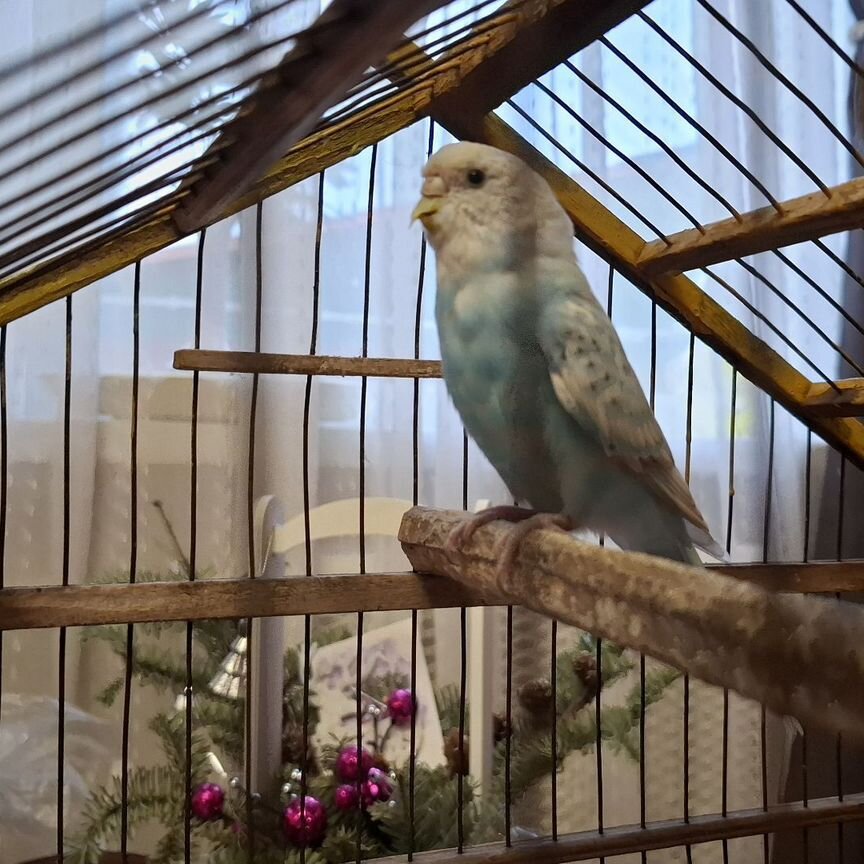 Волнистый попугай с клеткой