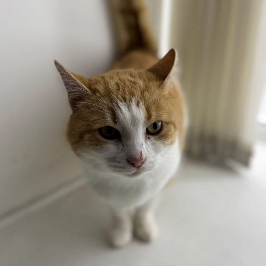 Кошки в добрые руки