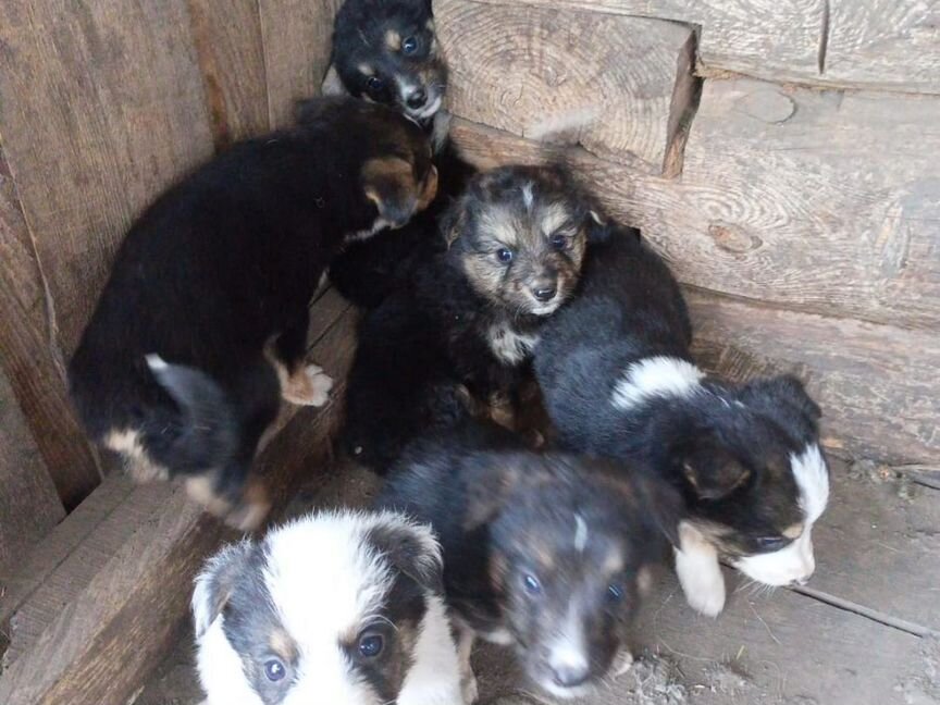 Щенки помесь немецкой овчарки