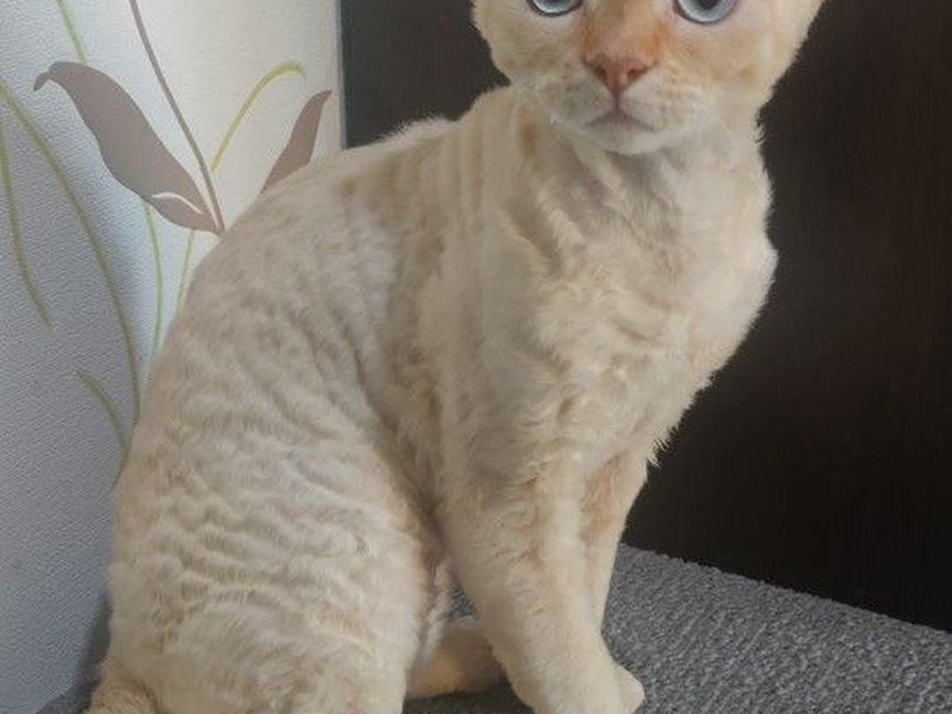 Вязка кошек Девон Рекс