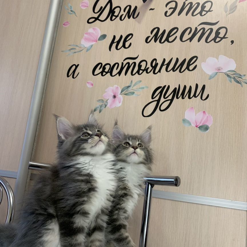 Мейн-Куны голубой и черный мрамор