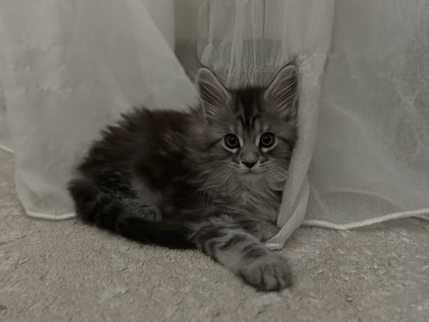 Мейн-кун котик