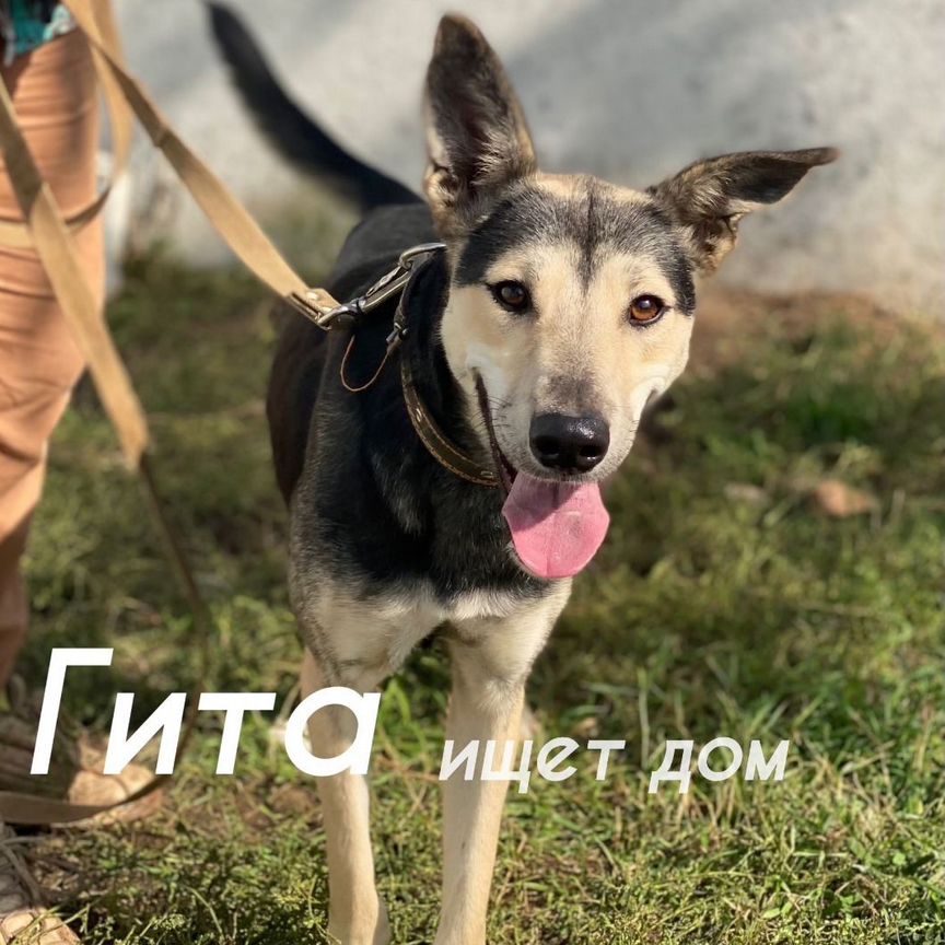 Взрослая собака в добрые руки