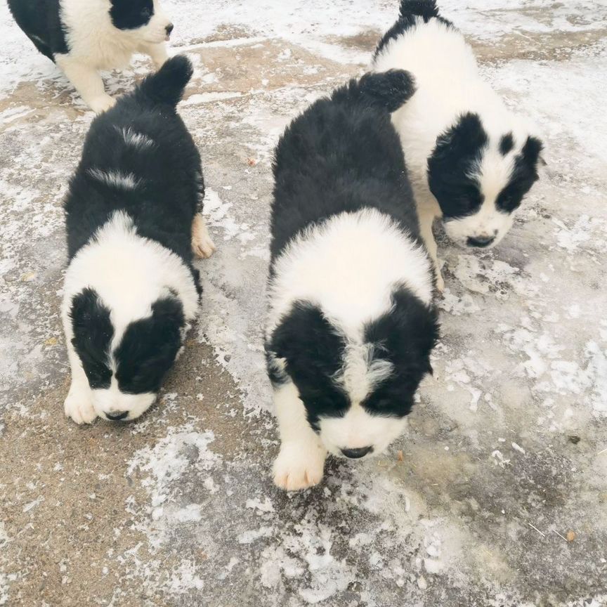 Среднеазиатская овчарка