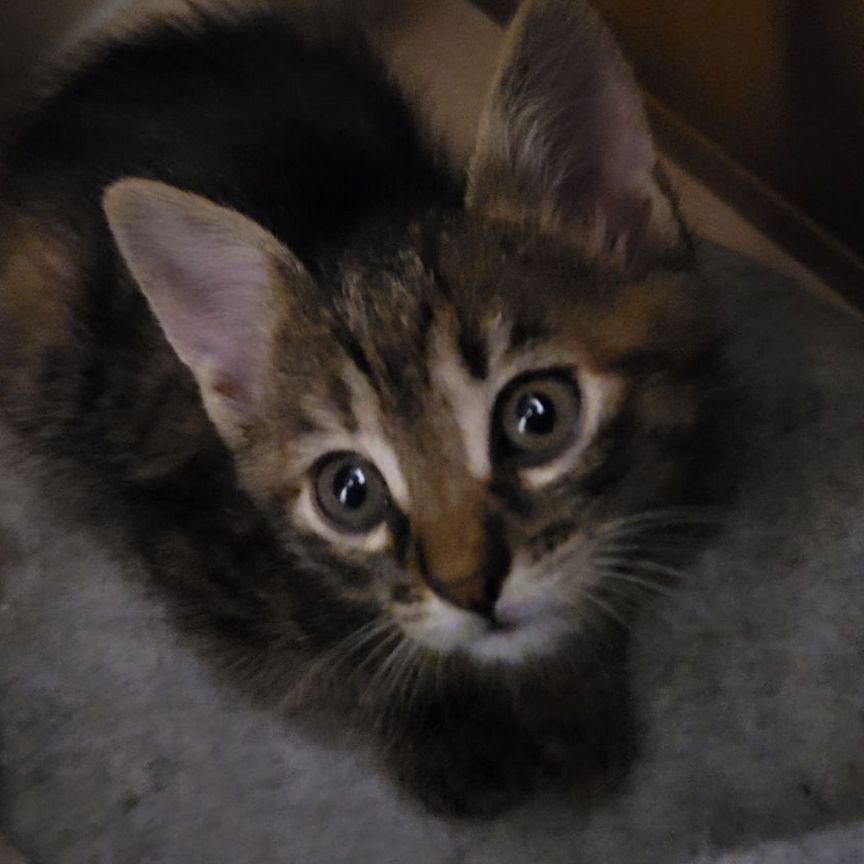 Кошка мышеловка