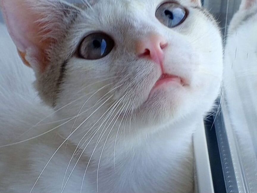 Кот