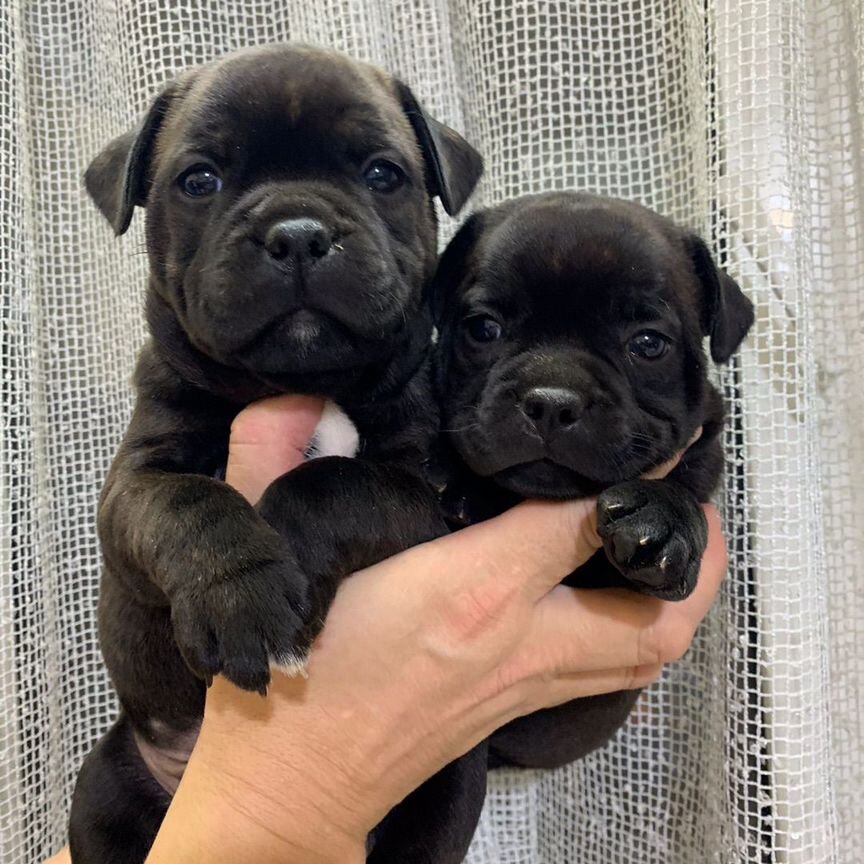 Стаффордширский бультерьер щенки